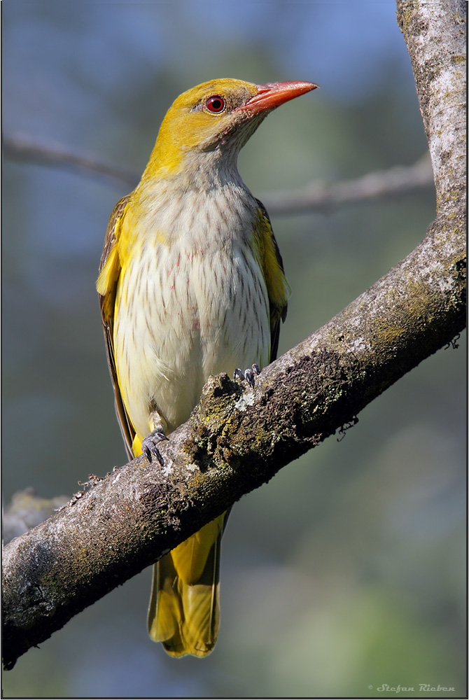 Pirol - Dame Foto & Bild | tiere, wildlife, wild lebende vögel Bilder ...