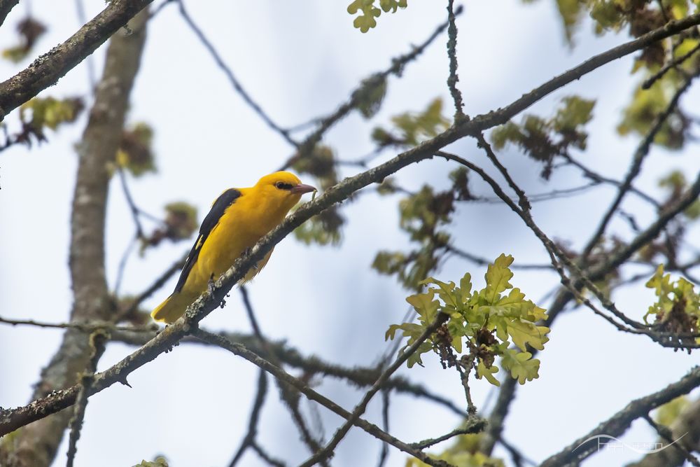 Pirol Foto & Bild | tiere, wildlife, wild lebende vögel Bilder auf ...