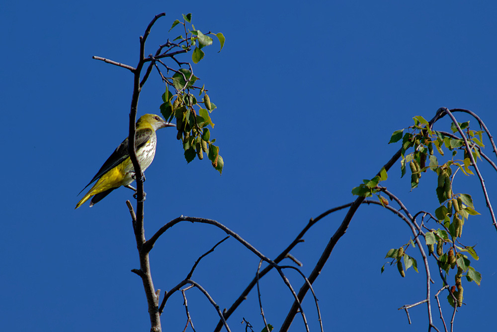 PIROL Foto & Bild | natur, tiere, vögel Bilder auf fotocommunity