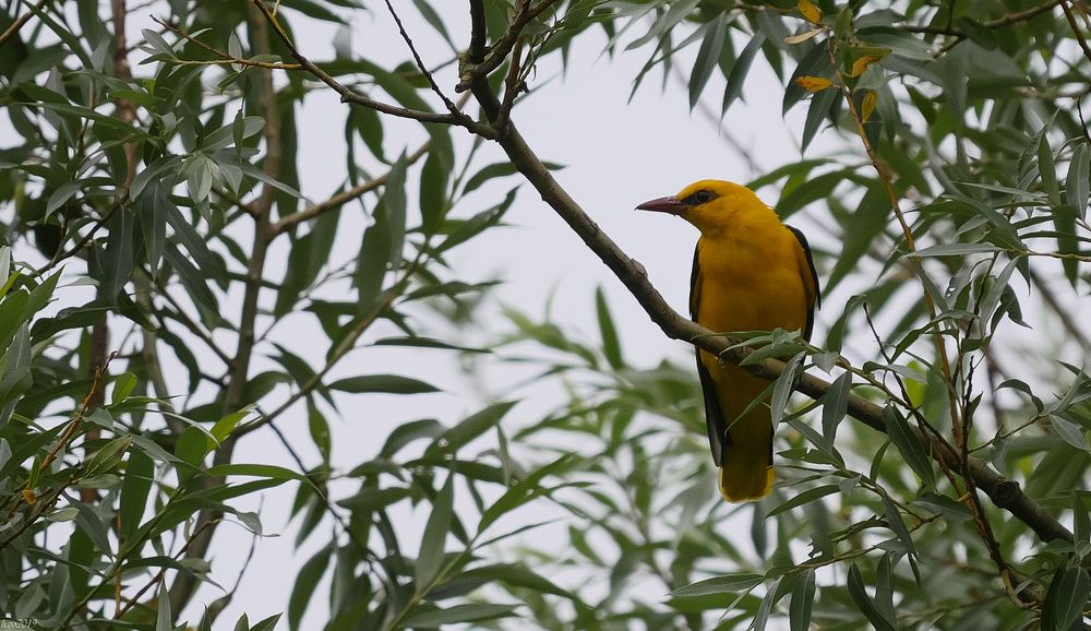 * Pirol * Jahresrückblick Foto & Bild | fotos, natur, see Bilder auf ...