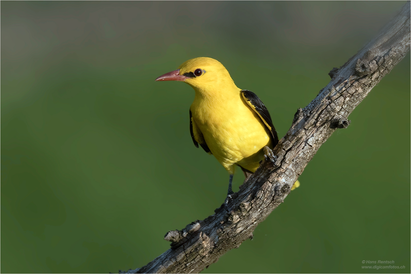Pirol-Männchen Foto & Bild | natur, vogel, bird Bilder auf fotocommunity