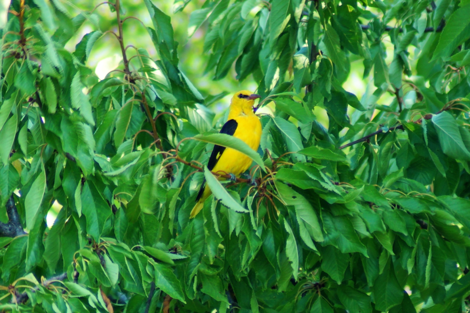 Pirol Männchen Foto & Bild | europe, hungary, tiere Bilder auf ...