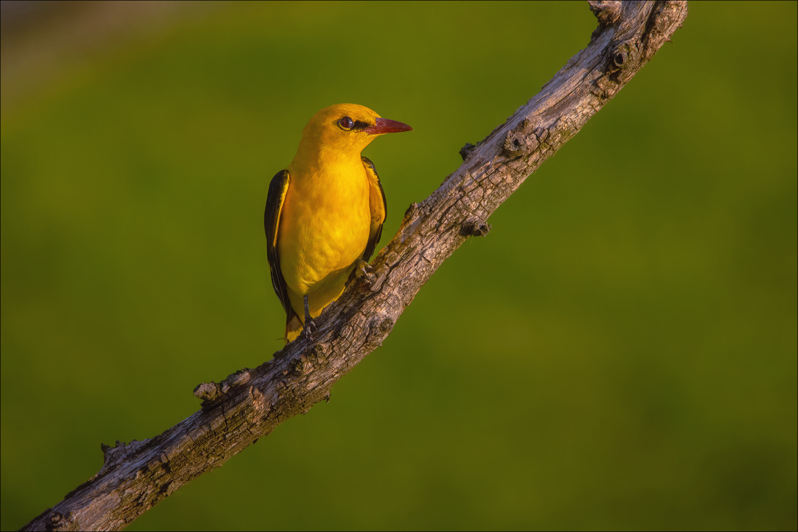 Pirol Männchen Foto & Bild | tiere, wildlife, wild lebende vögel Bilder ...