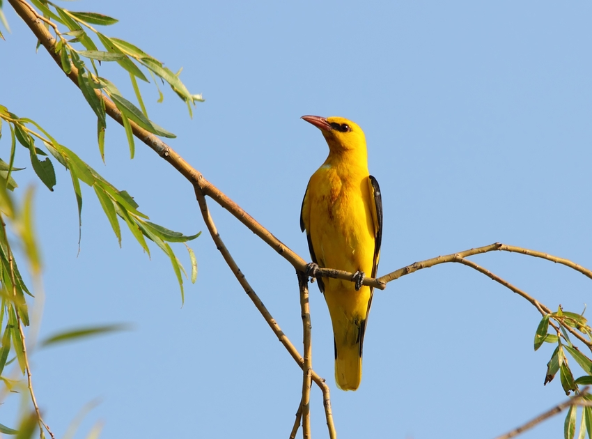 Pirol-Männchen Foto & Bild | tiere, wildlife, wild lebende vögel Bilder ...