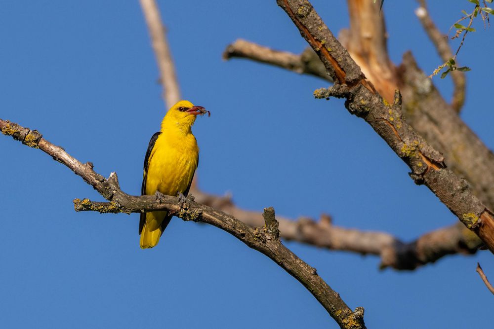 Pirol mit Beute Foto & Bild | tiere, wildlife, wild lebende vögel ...