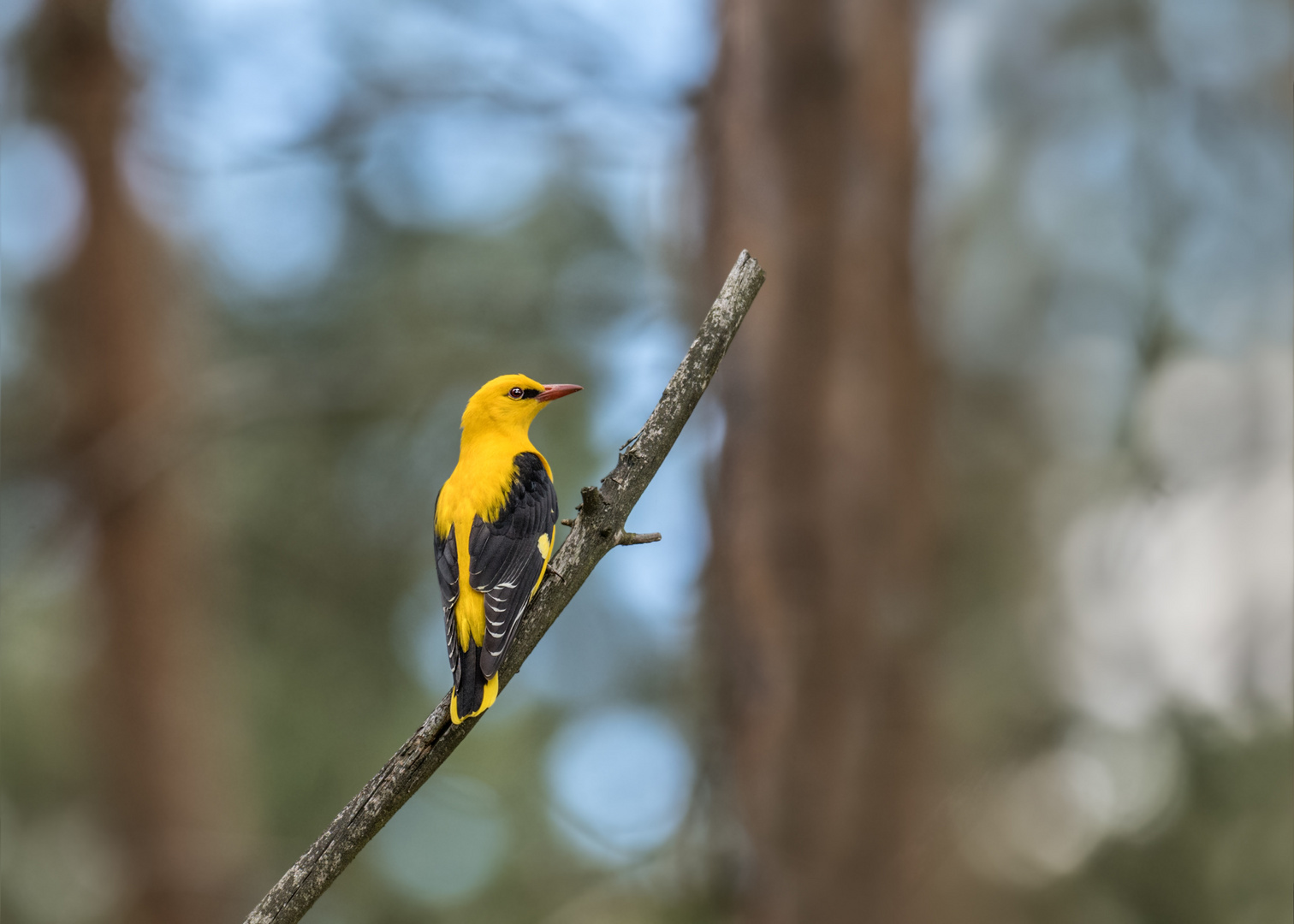 Pirol (Oriolus oriolus) Foto & Bild | tiere, wildlife, wild lebende ...