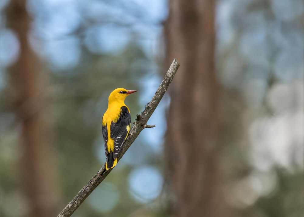 Pirol (Oriolus oriolus) Foto & Bild | tiere, wildlife, wild lebende ...