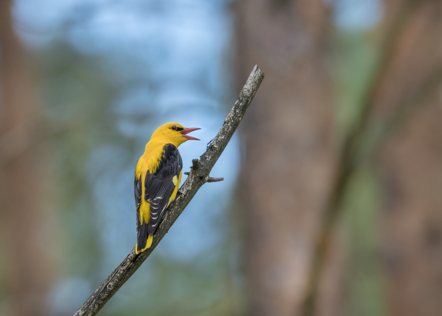 Pirol (Oriolus oriolus) Foto & Bild | tiere, wildlife, wild lebende ...