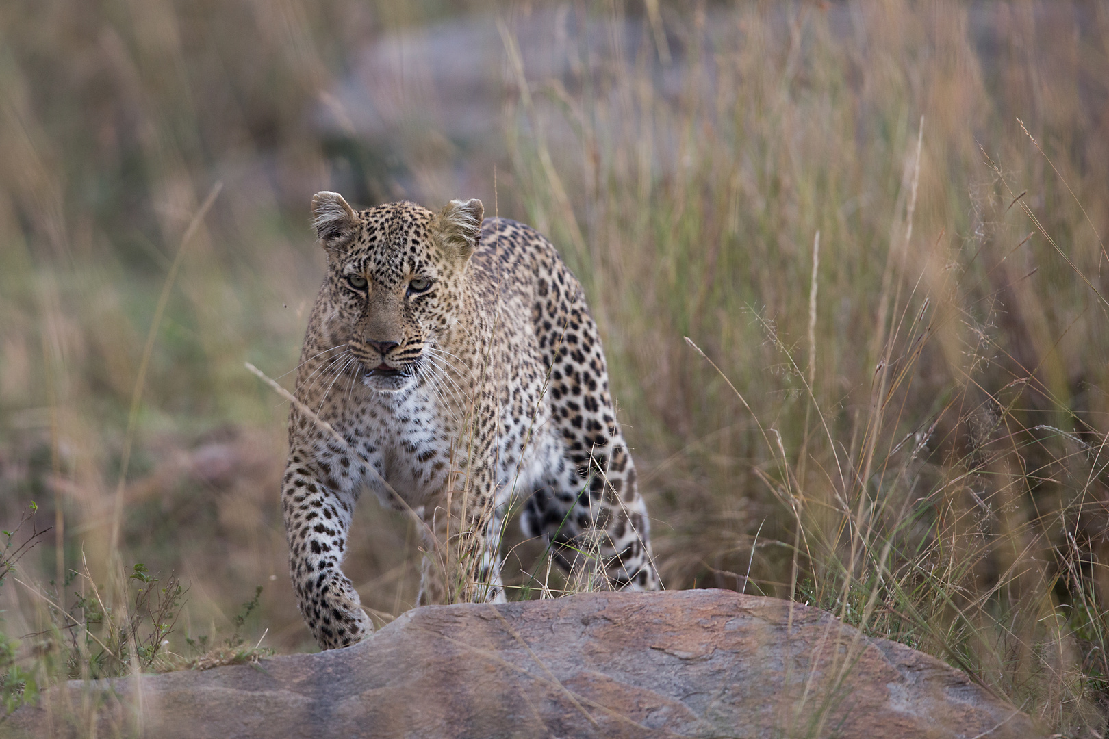 Pirsch Foto & Bild | africa, eastern africa, kenya Bilder auf fotocommunity