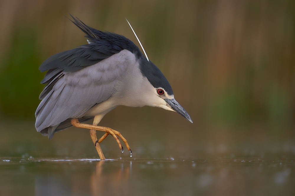 Pirsch Foto & Bild | night, natur, vogel Bilder auf fotocommunity