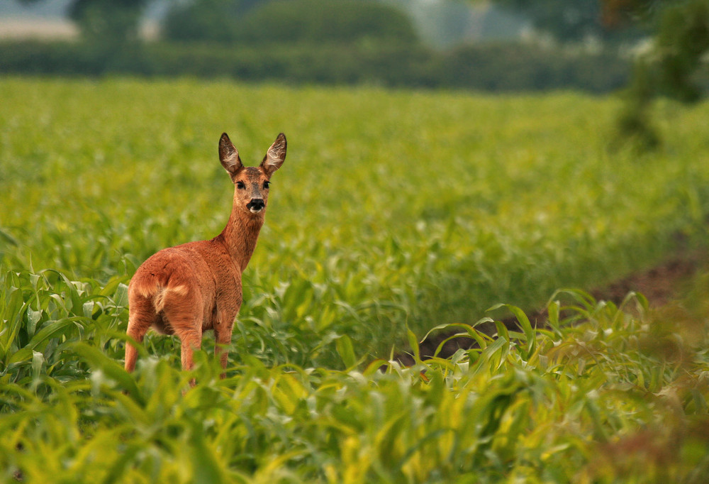Pirsch im Moor Foto & Bild | tiere, wildlife, säugetiere Bilder auf ...