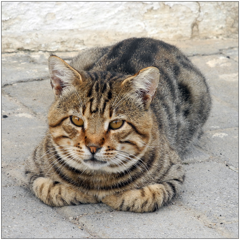 Pisi Pisi Foto & Bild | tiere, haustiere, katzen Bilder auf fotocommunity