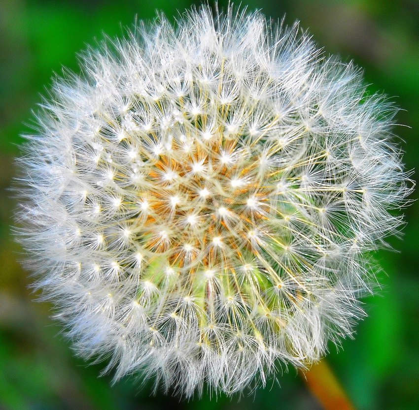 pissenlit photo et image | macro nature, macro fleurs, nature Images ...