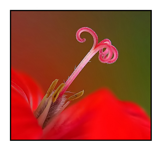 pistil de géranium photo et image | macro nature, macro fleurs, nature ...