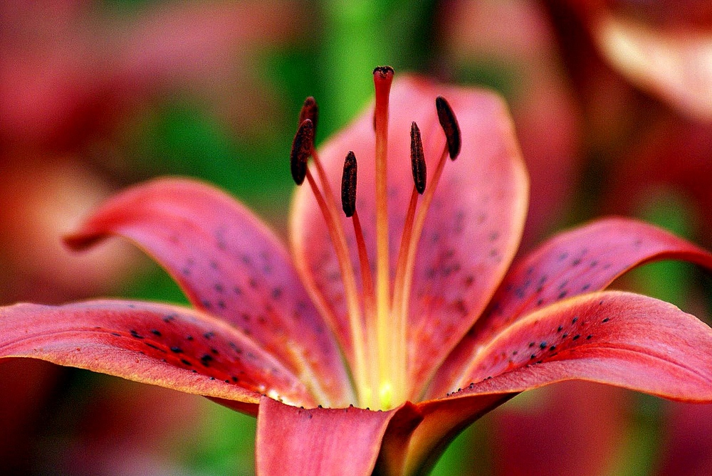 PISTIL DE LYS photo et image | fleurs, ligerien, nature Images ...