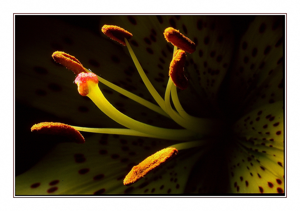 ...pistilli... Foto % Immagini| macro e close up, macro fiori e piante ...