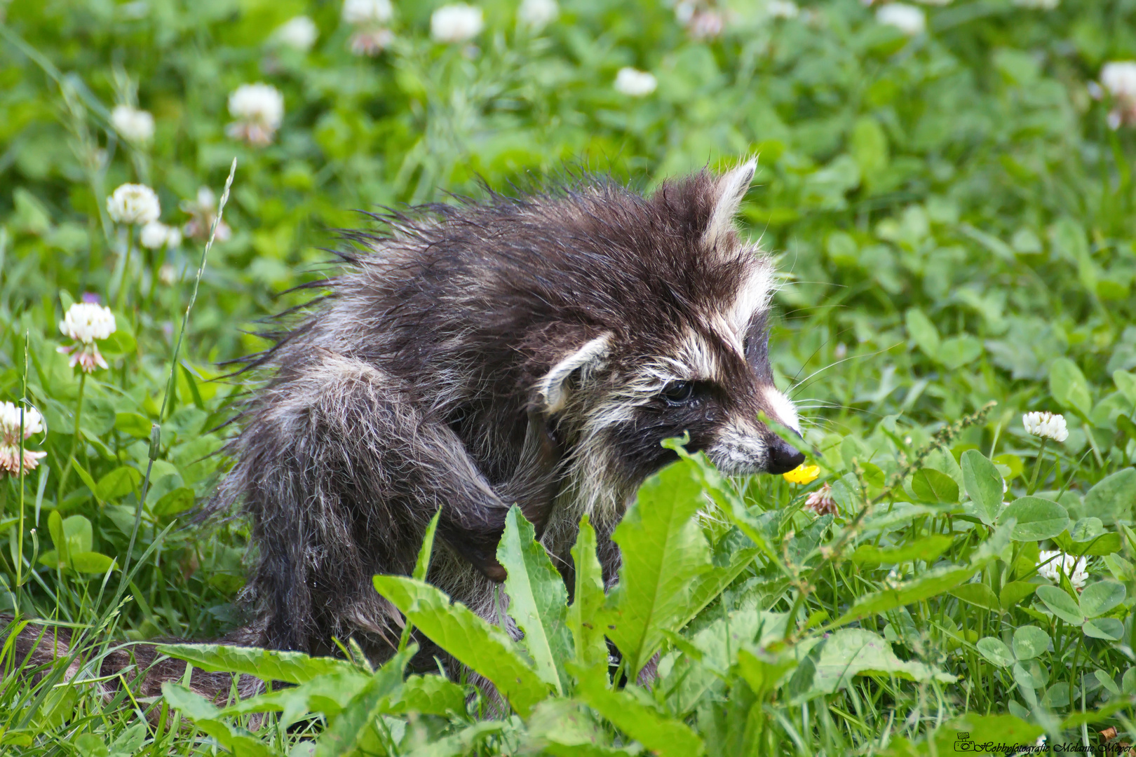pitsch nass Foto & Bild | tiere, zoo, wildpark & falknerei, säugetiere ...