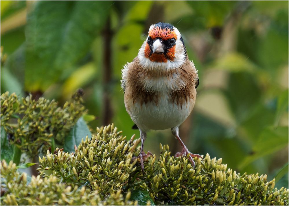pitsche nass ..... Foto & Bild | tiere, wildlife, wild lebende vögel ...