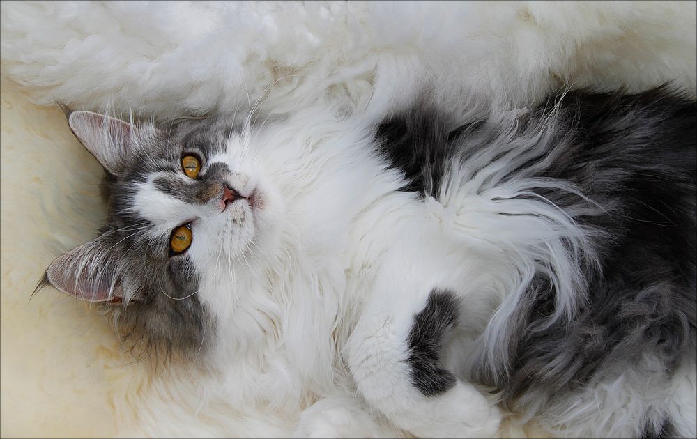 ***Pitty*** Foto & Bild | tiere, haustiere, katzen Bilder auf fotocommunity