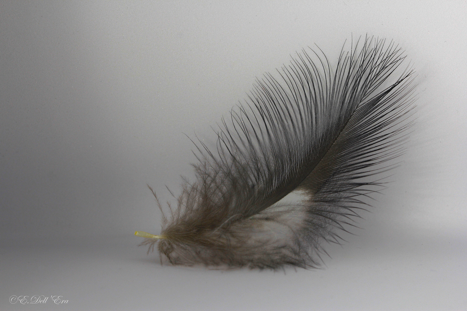 Piuma di... Foto % Immagini| macro, natura, uccelli Foto su fotocommunity