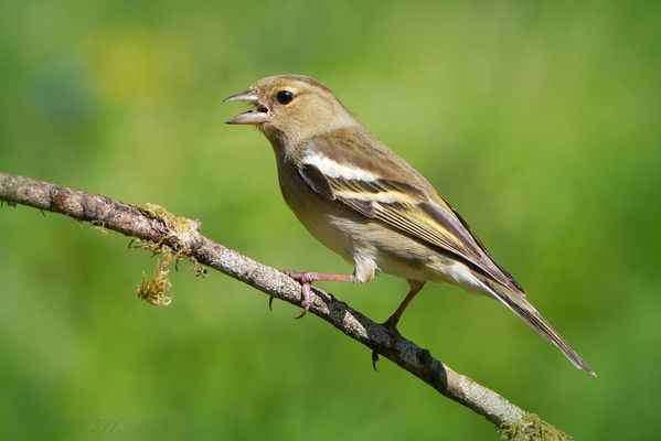 Aves Imágenes y fotos