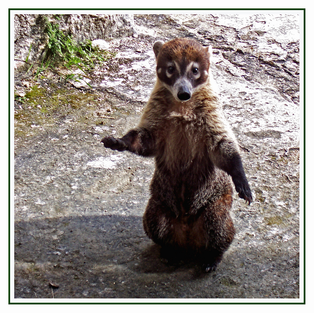 Pizote Imagen & Foto | animales, animales salvajes, naturaleza Fotos de ...