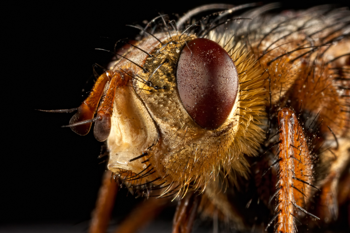 Plagegeist Foto & Bild | sonstiges, totes, tiere Bilder auf fotocommunity