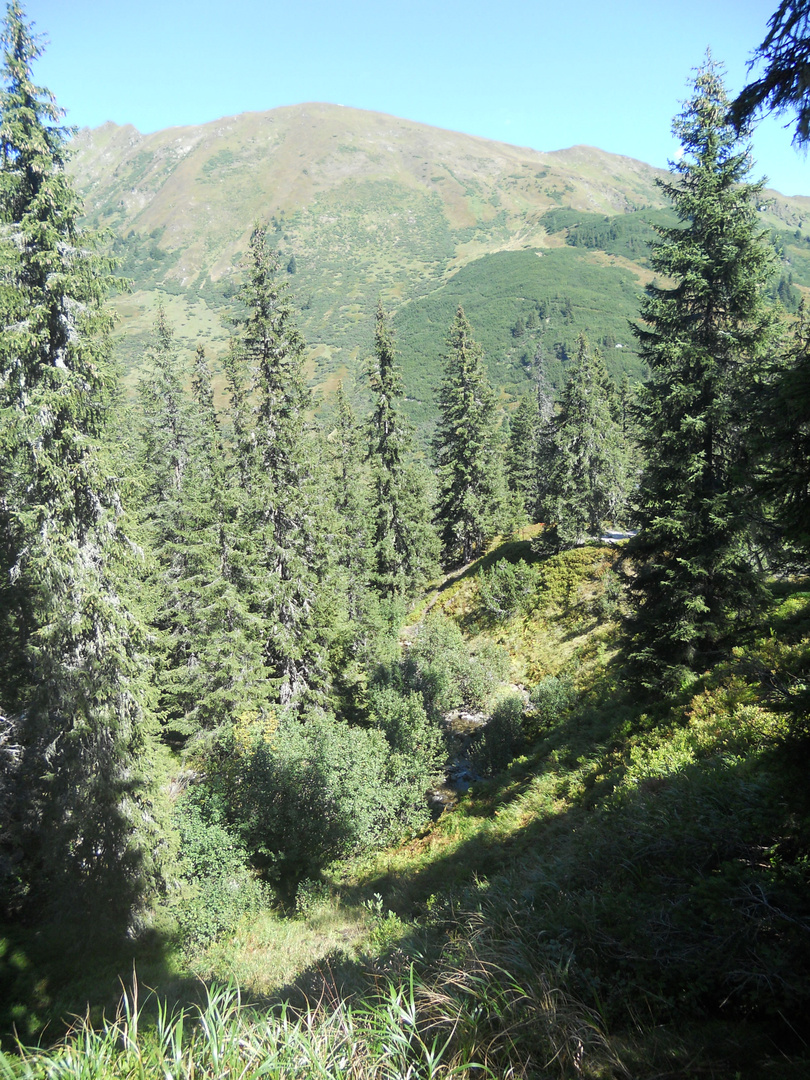 Planneralm Foto & Bild | landschaft, wald, natur Bilder auf fotocommunity