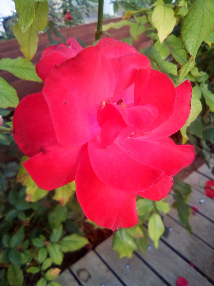 Planta con flor roja fuerte Imagen & Foto | plantas, flores, natur ...