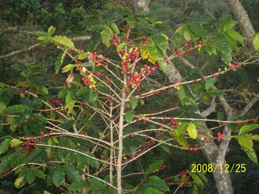 Planta del café Imagen & Foto | paisajes, naturaleza Fotos de fotocommunity