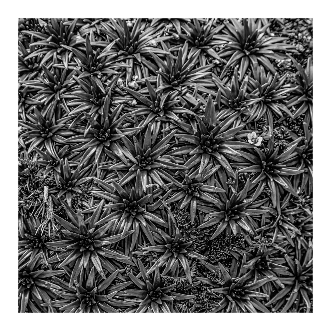 Plantago rigida Foto & Bild | pflanzen, pilze & flechten, nature ...