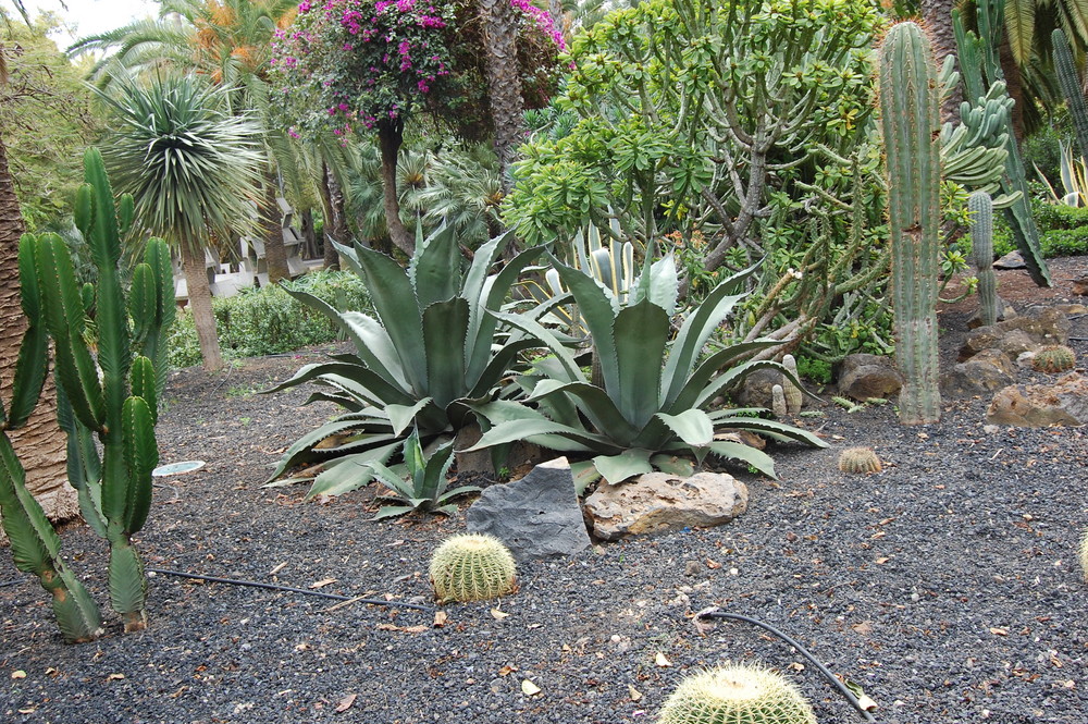 Plantas secas Imagen & Foto | plantas, flores, naturaleza Fotos de ...