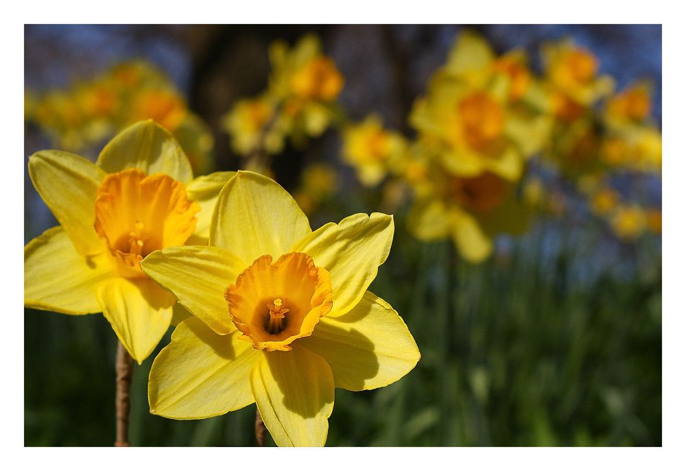 Planten un Blomen II Foto & Bild | pflanzen, pilze & flechten, blüten ...