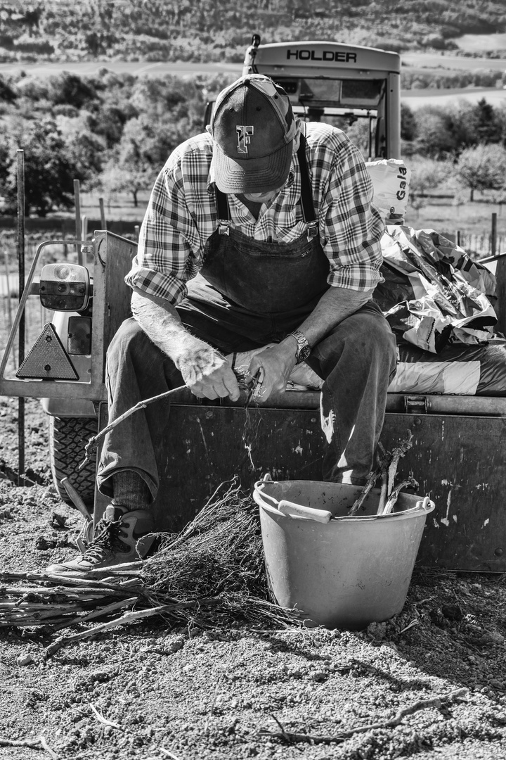 Planting a new vineyard Foto & Bild | spezial, weinberg, fotokunst ...