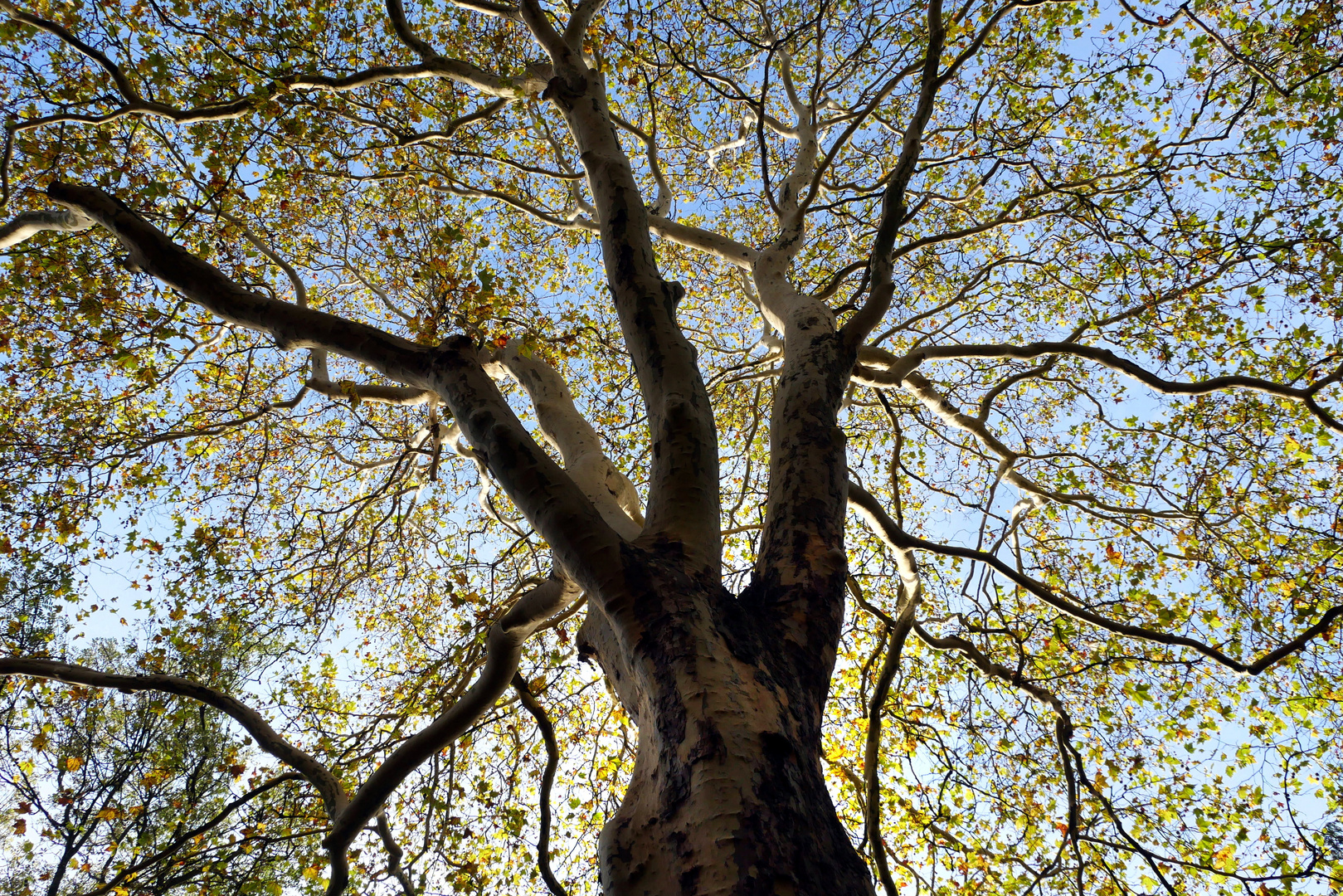 Platane Foto & Bild | bäume, licht, himmel Bilder auf fotocommunity