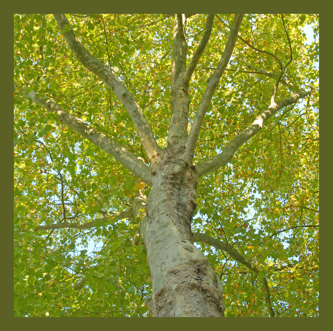 Platane im Frühherbst Foto & Bild | pflanzen, pilze & flechten, bäume ...