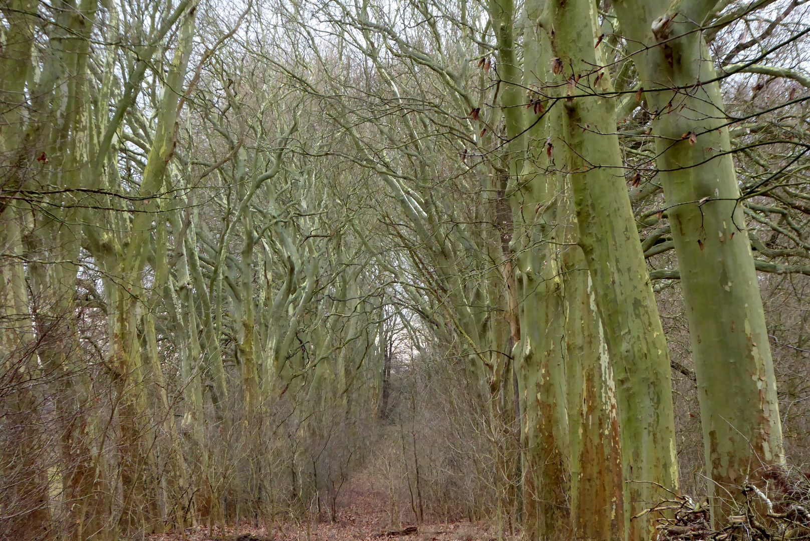 Platanen Foto & Bild | pflanzen, pilze & flechten, landschaft, bäume ...