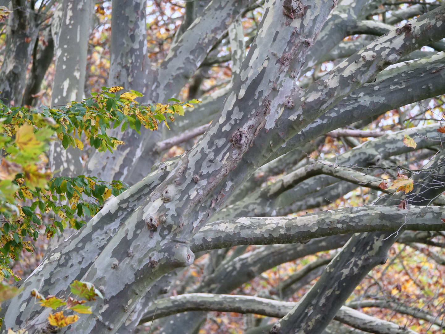 Platanen am Baldeneysee Foto & Bild | deutschland, europe, nordrhein ...