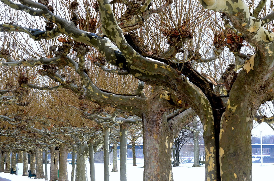 Platanen Foto & Bild | pflanzen, pilze & flechten, bäume, laubbäume ...