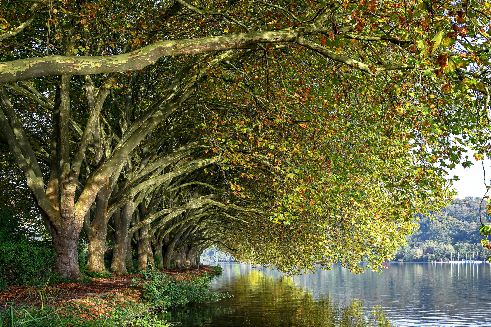 Platanen Foto & Bild | deutschland, europe, nordrhein- westfalen Bilder ...