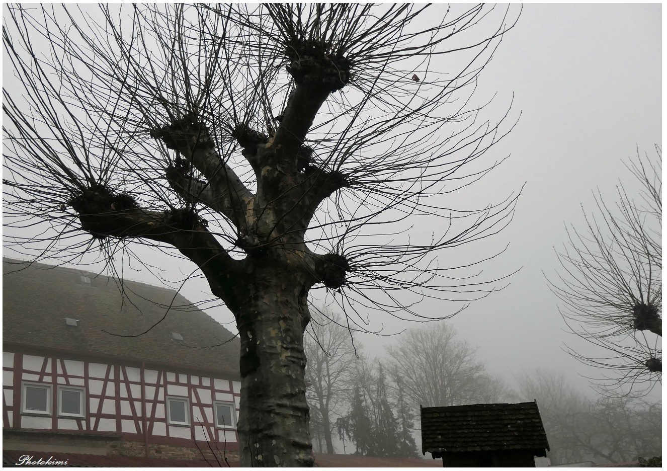 Platanen im Hof Foto & Bild | bäume, winter, natur Bilder auf fotocommunity