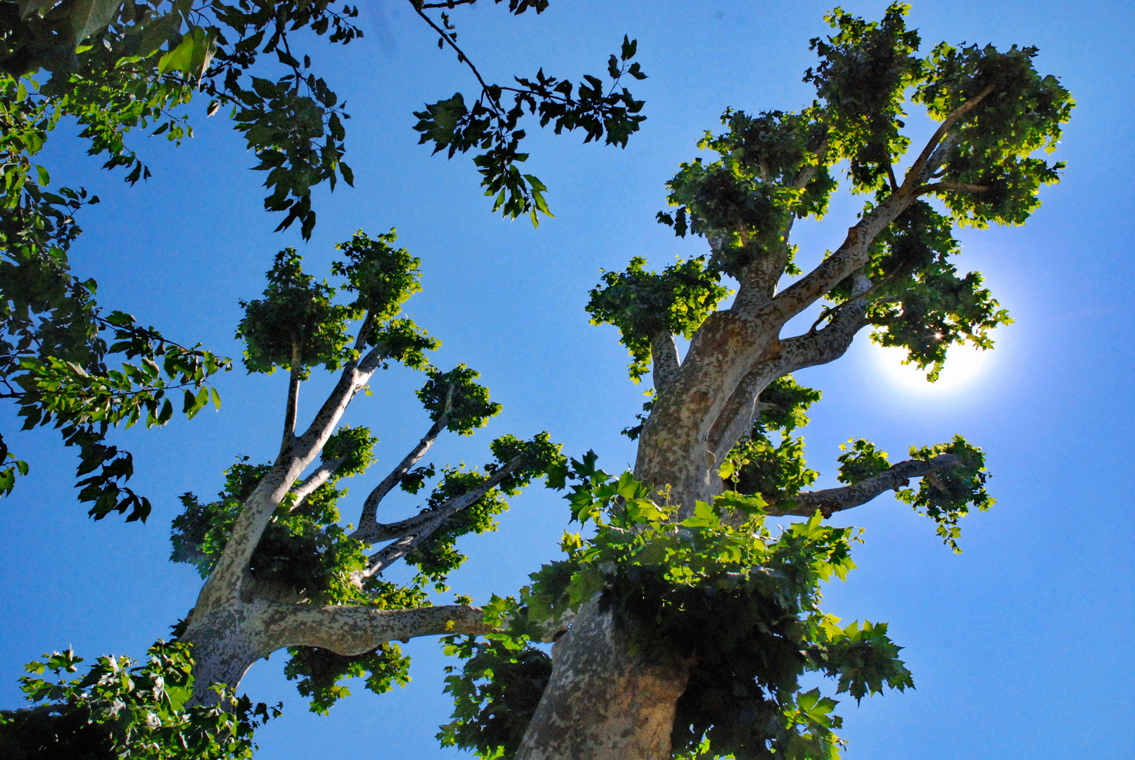 Platanen & Sonne Foto & Bild | europe, france, projekte Bilder auf ...