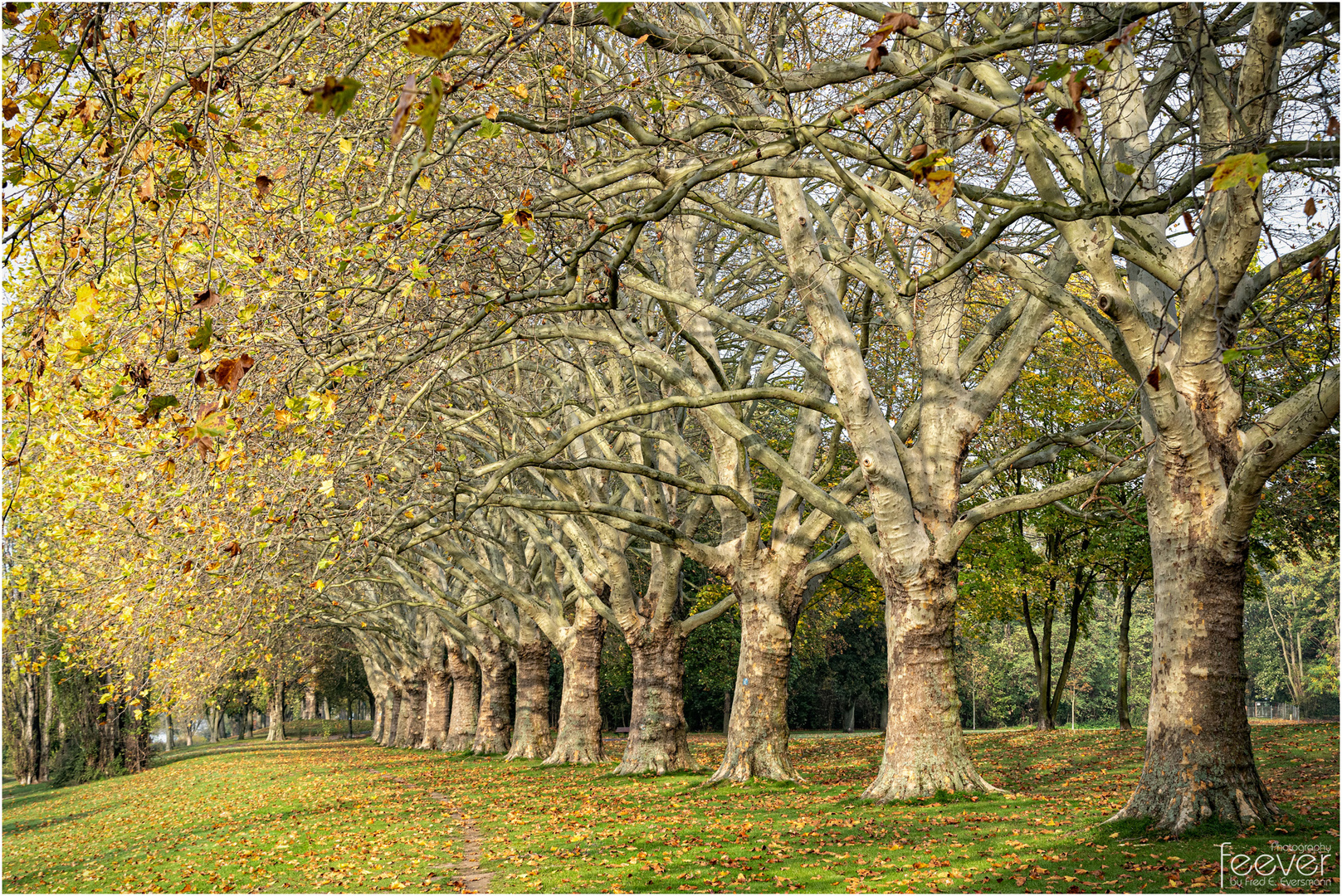 Platanenreihe ... Foto & Bild | bäume, natur, herbst Bilder auf ...