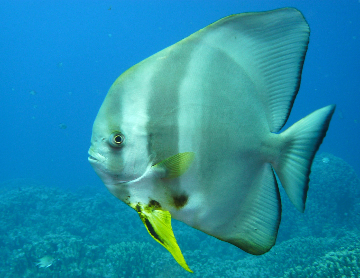 Platax Orbicularis Foto & Bild | natur, tiere, wildlife Bilder auf ...