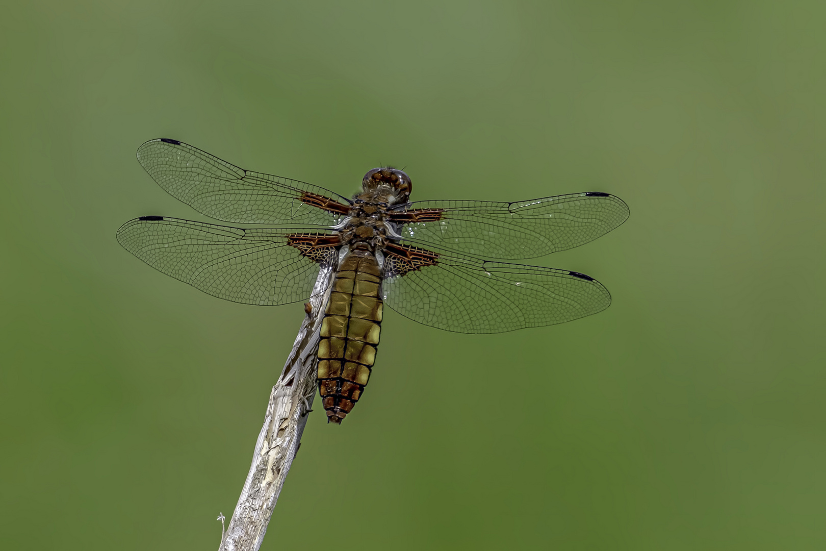 Plattbauch (Libellula depressa) Foto & Bild | tiere, wildlife, libellen ...