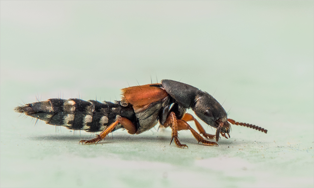 Platydracus stercorarius Foto & Bild | tiere, wildlife, insekten Bilder ...