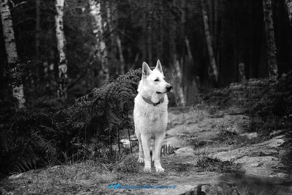 Animals Pictures & Photos