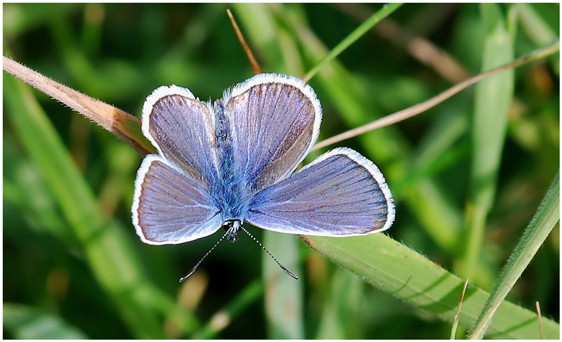 Plebeius argus? Foto & Bild | tiere, wildlife, schmetterlinge Bilder ...