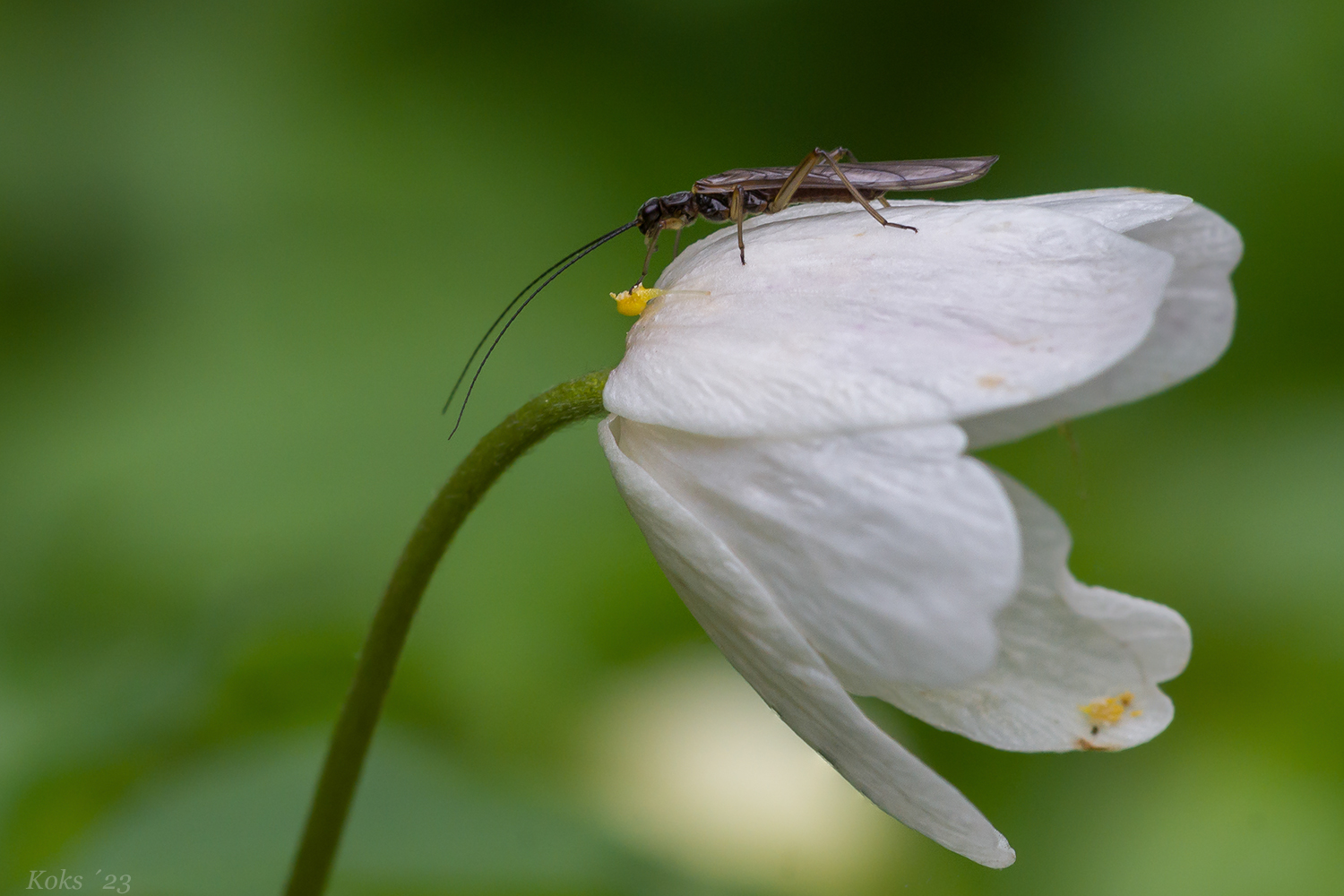 Plecoptera Foto & Bild | tiere, wildlife, insekten Bilder auf fotocommunity