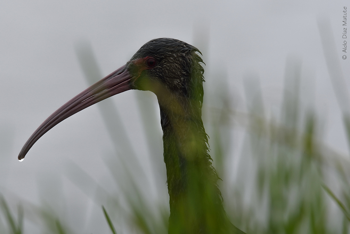 Plegadis ridgwayi Imagen & Foto | animales, aves, pantanos de villa ...